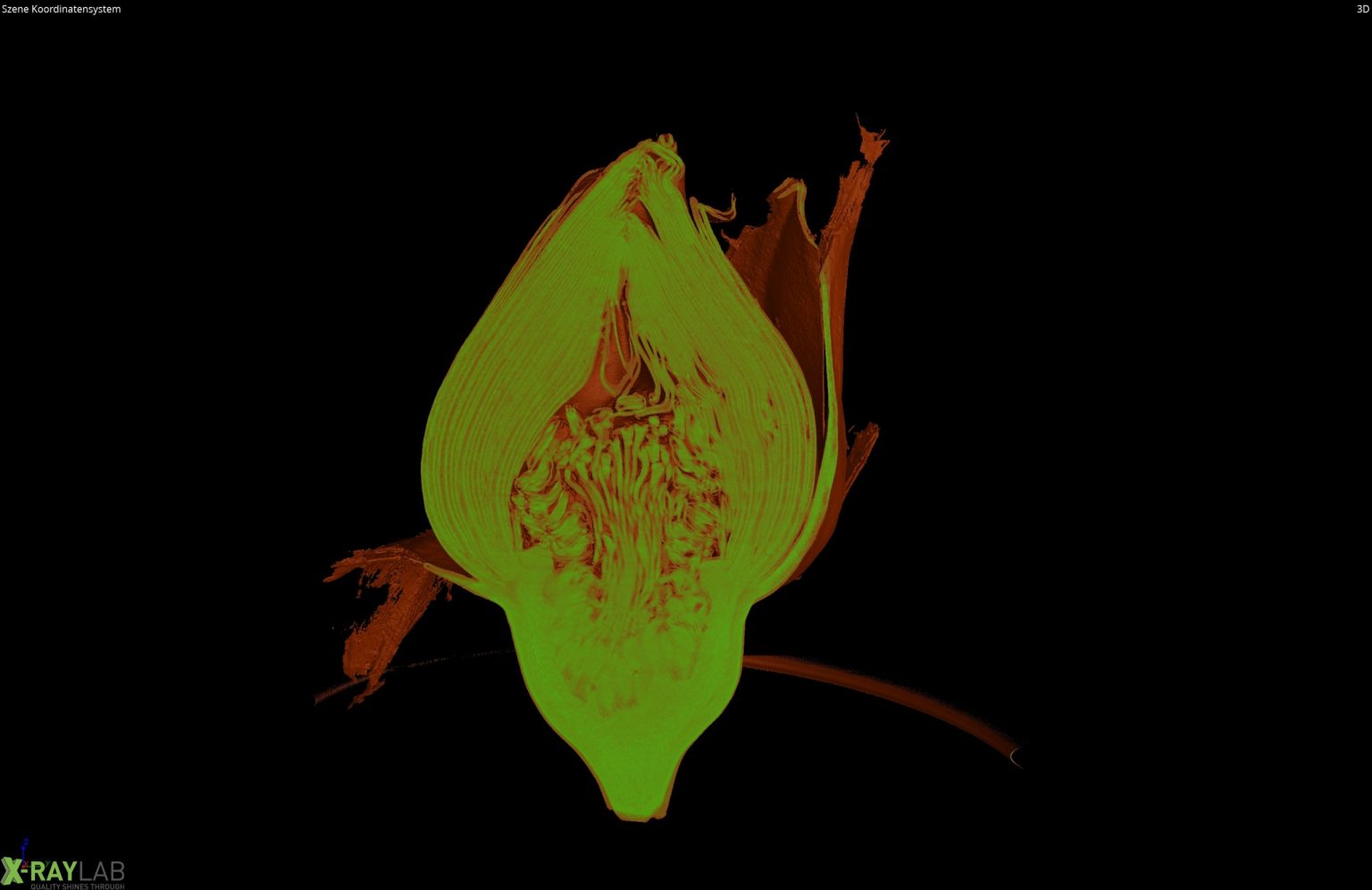 CT Rose - Computertomography in Agriculture - Xray-lab